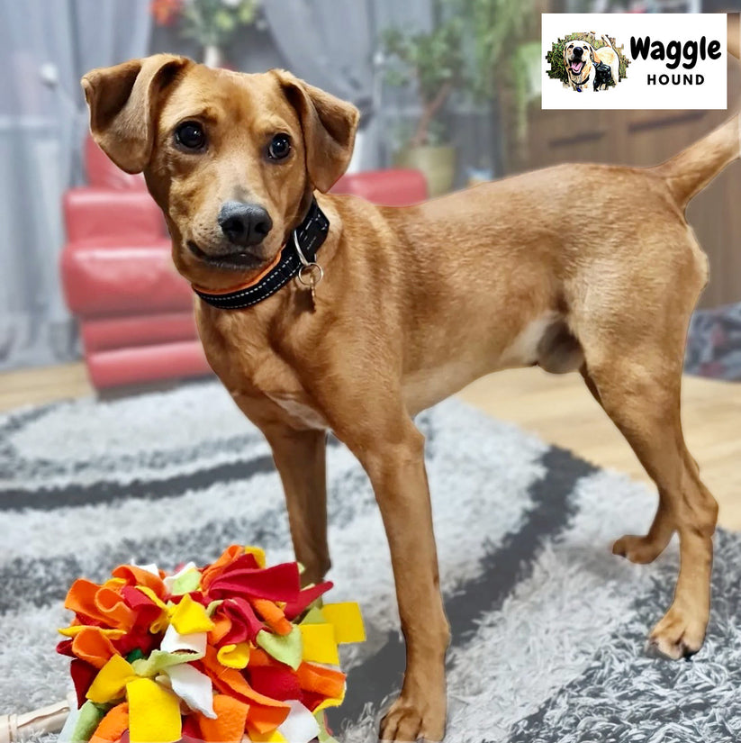 The Waggle Ball™ – Waggle Hound