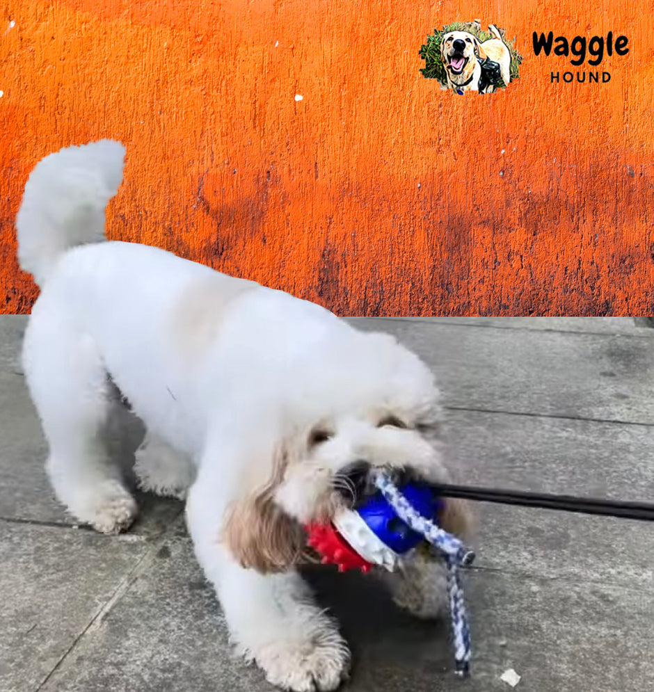 All – Waggle Hound