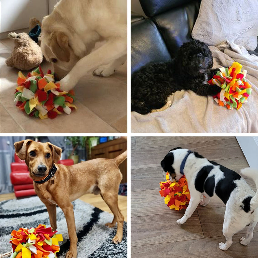 The Waggle Ball™ – Waggle Hound